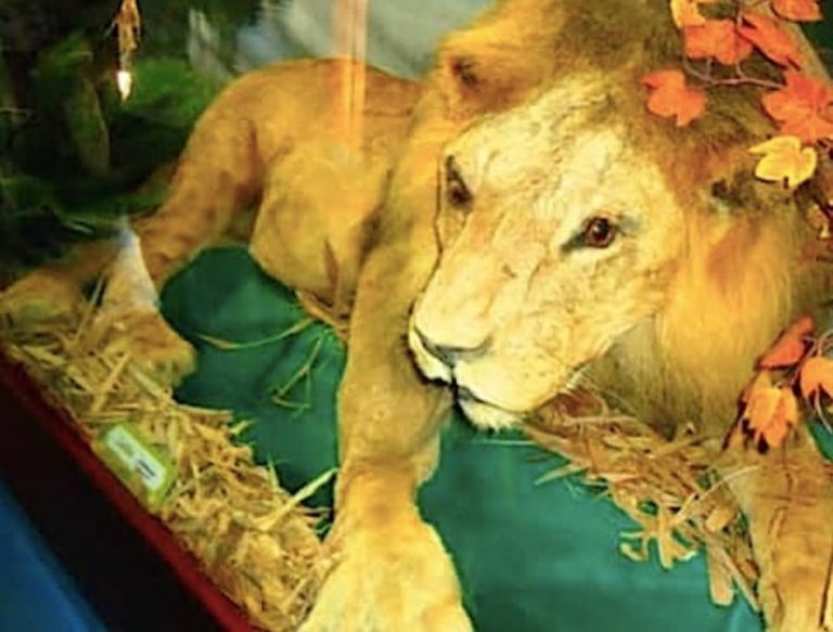 Conheça a história do leão que foi criado como cachorro e fugiu pelas ...