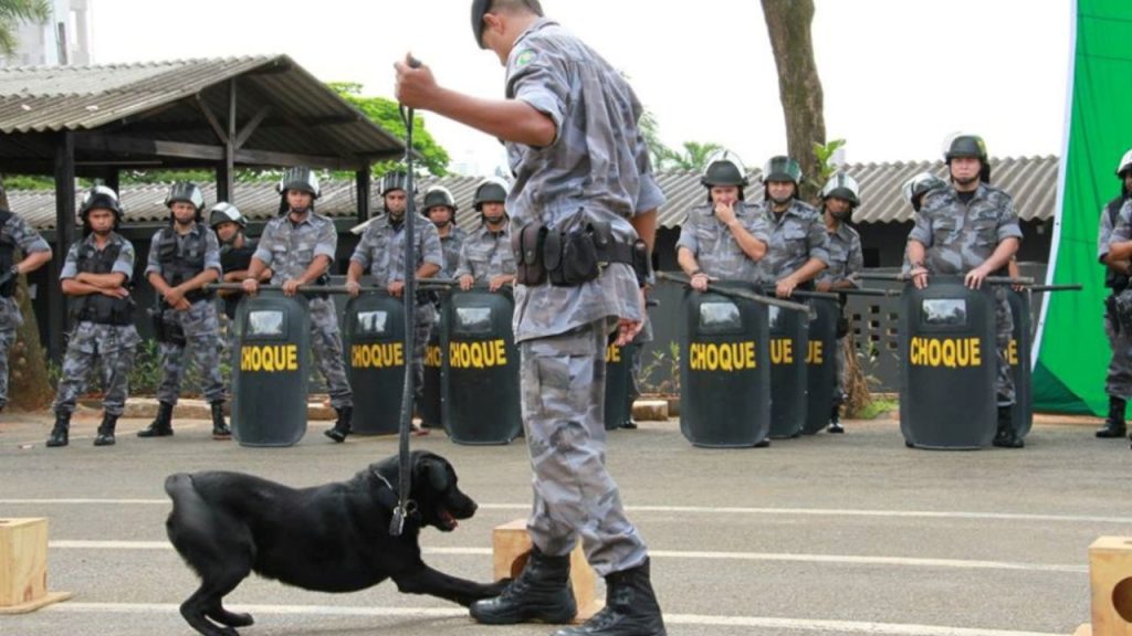 Prefeitura De Goiânia Vai Usar Cães Farejadores Para Identificar Armas