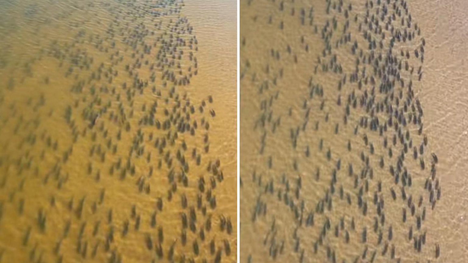 Cardume de peixes no Rio Araguaia viraliza e revela fenômeno natural ...